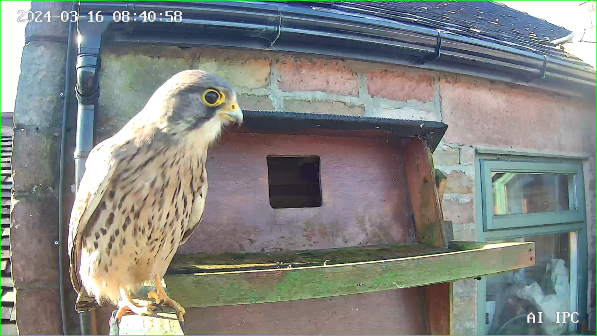A female kestrel visits the owl box