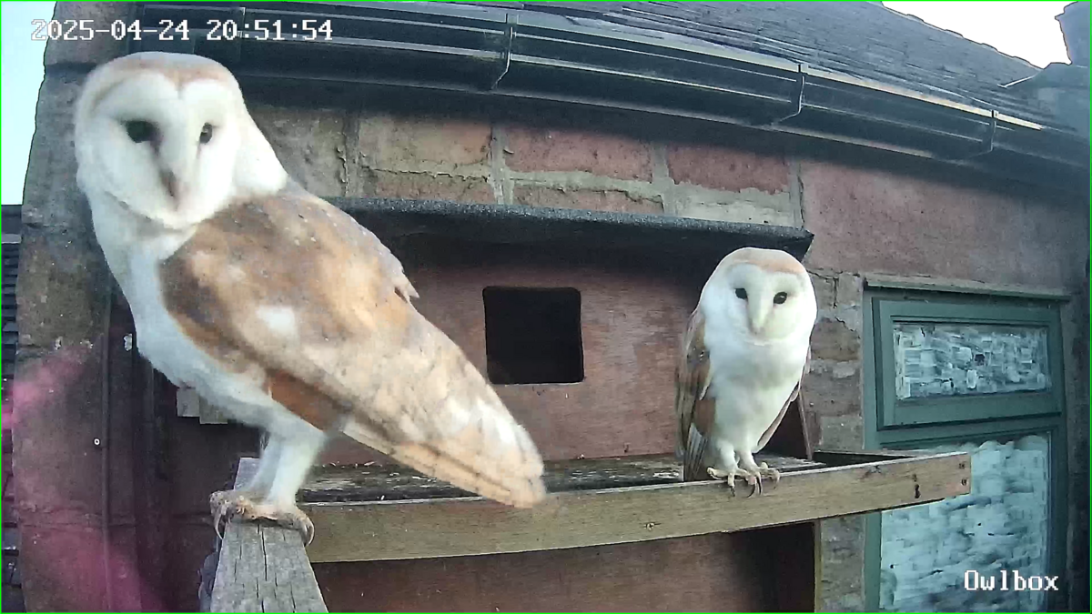 The barn owl pair perch together on the nest box ledge