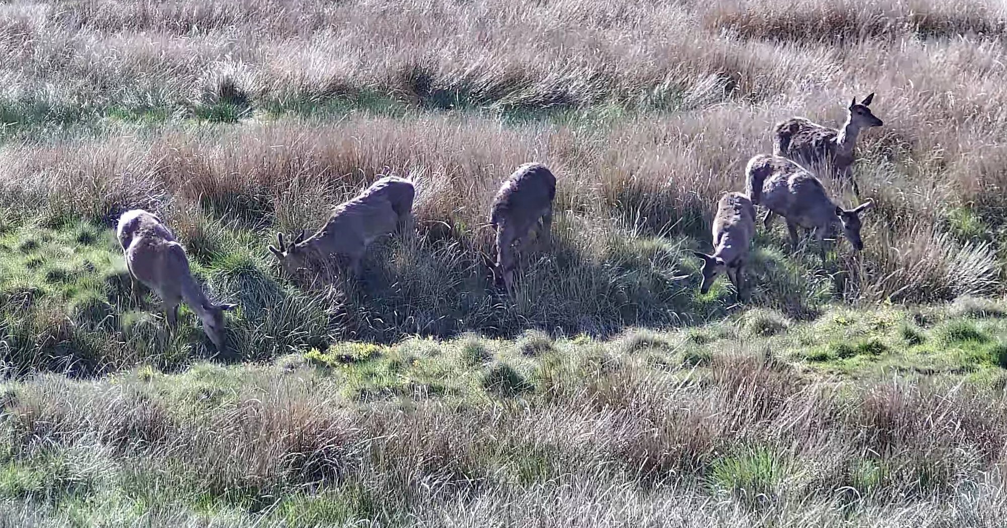 Barn owl pair side by side comparison
